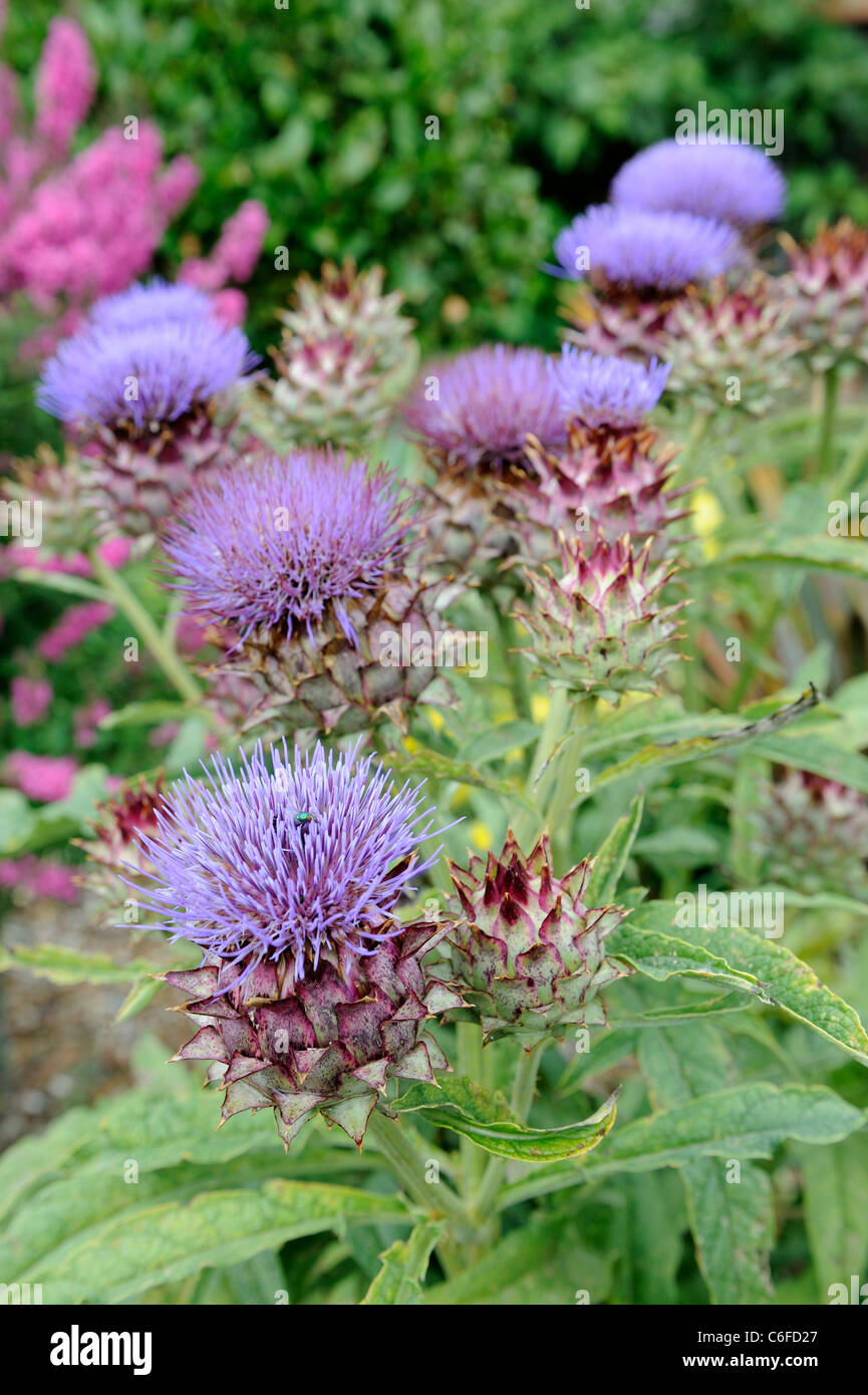 Cardoons (cynara cardunculus) in full flower in ornamental border, UK ...