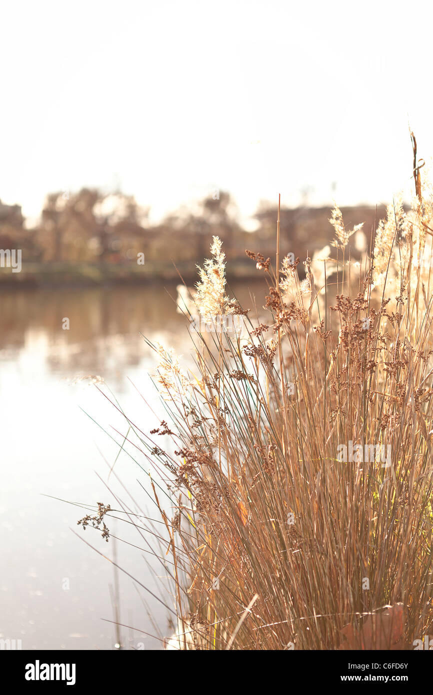 Gold brown grass sunlight reflection hi-res stock photography and ...
