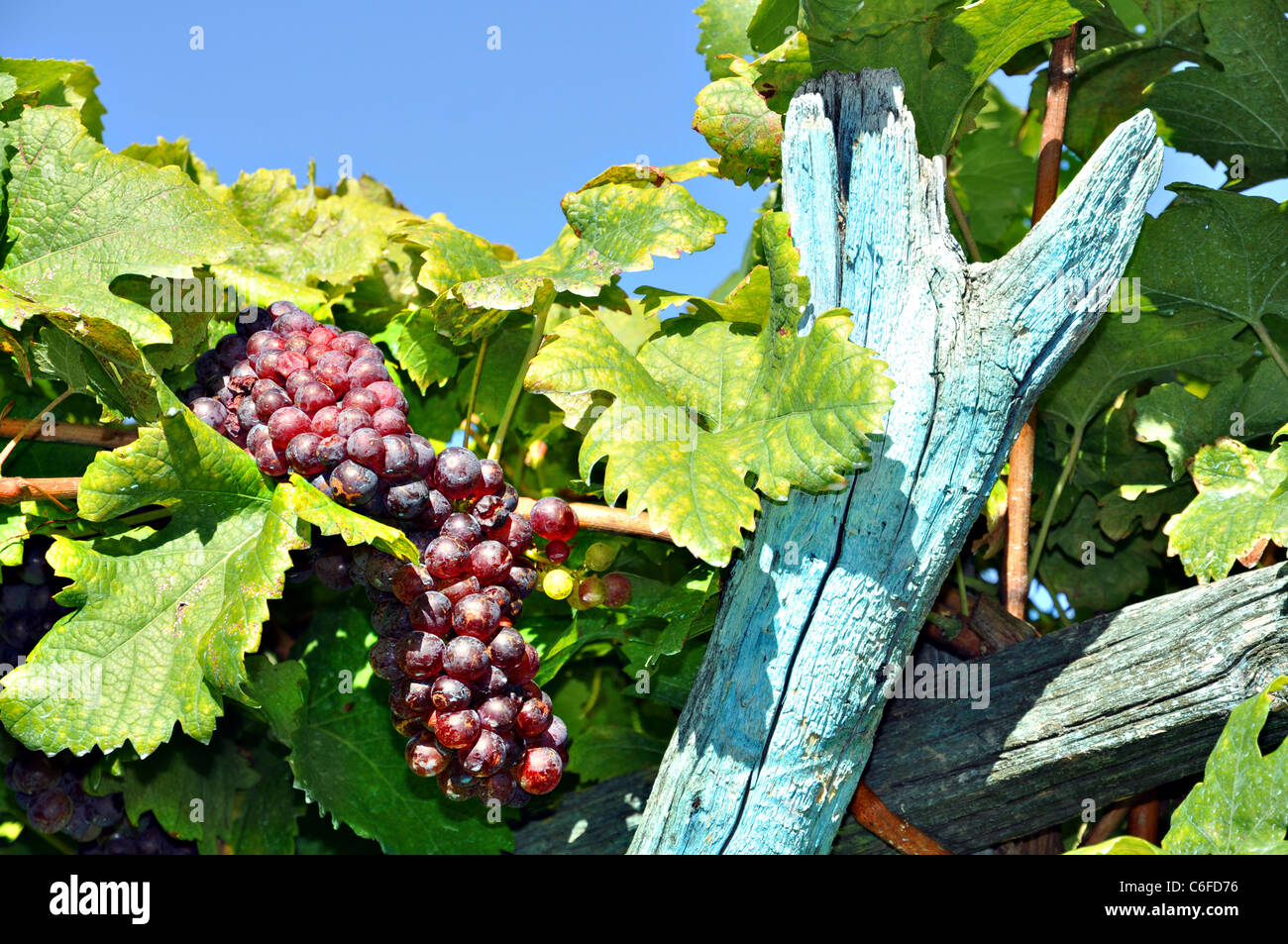 Red grapes and green leaves of an Italian vineyard in summer Stock ...