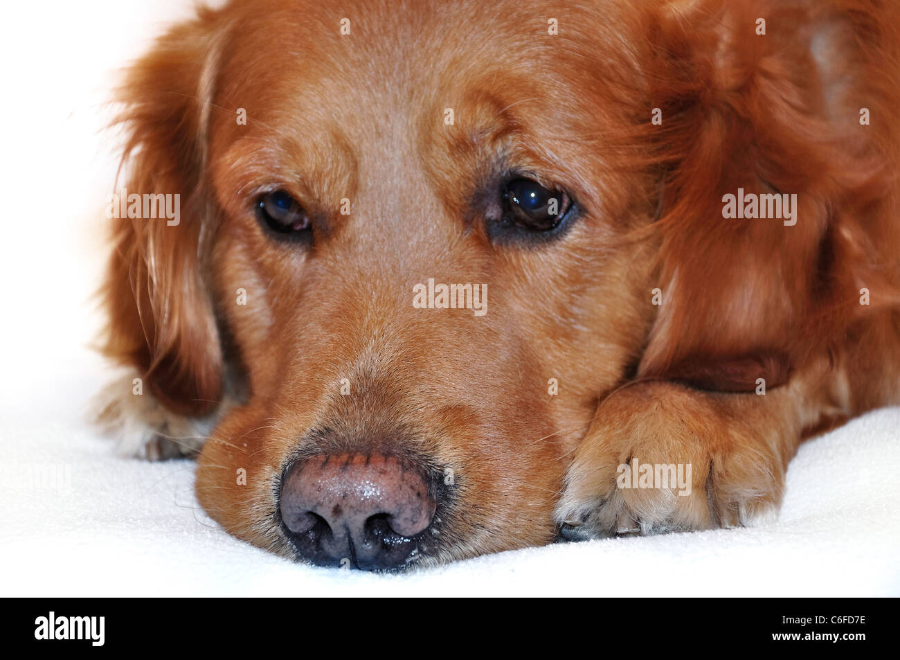 Cara Triste De Golden Retriever