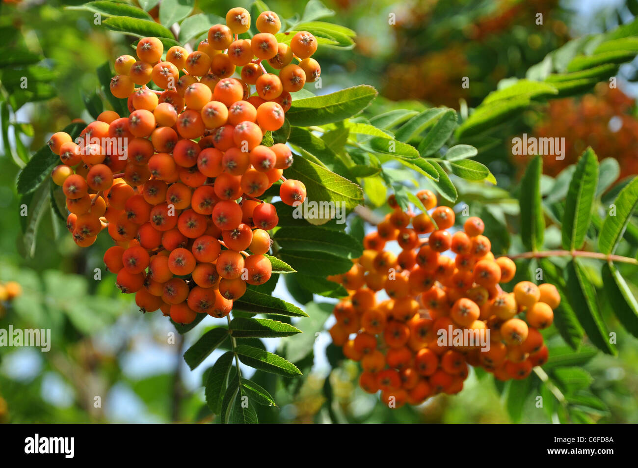Large group of berries on the Rowan tree Stock Photo - Alamy