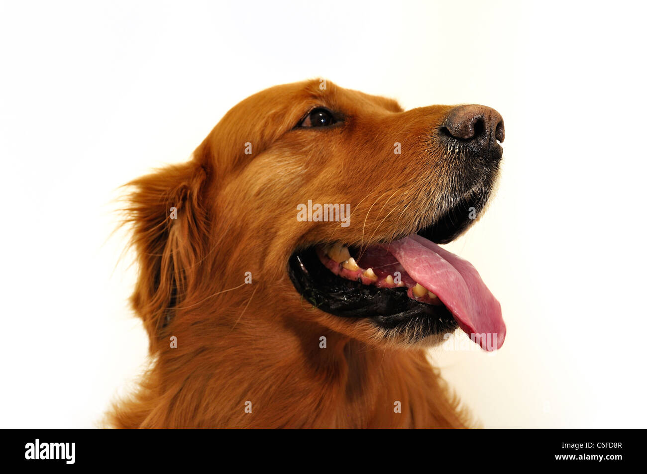 Golden retriever labrador face close up Stock Photo - Alamy