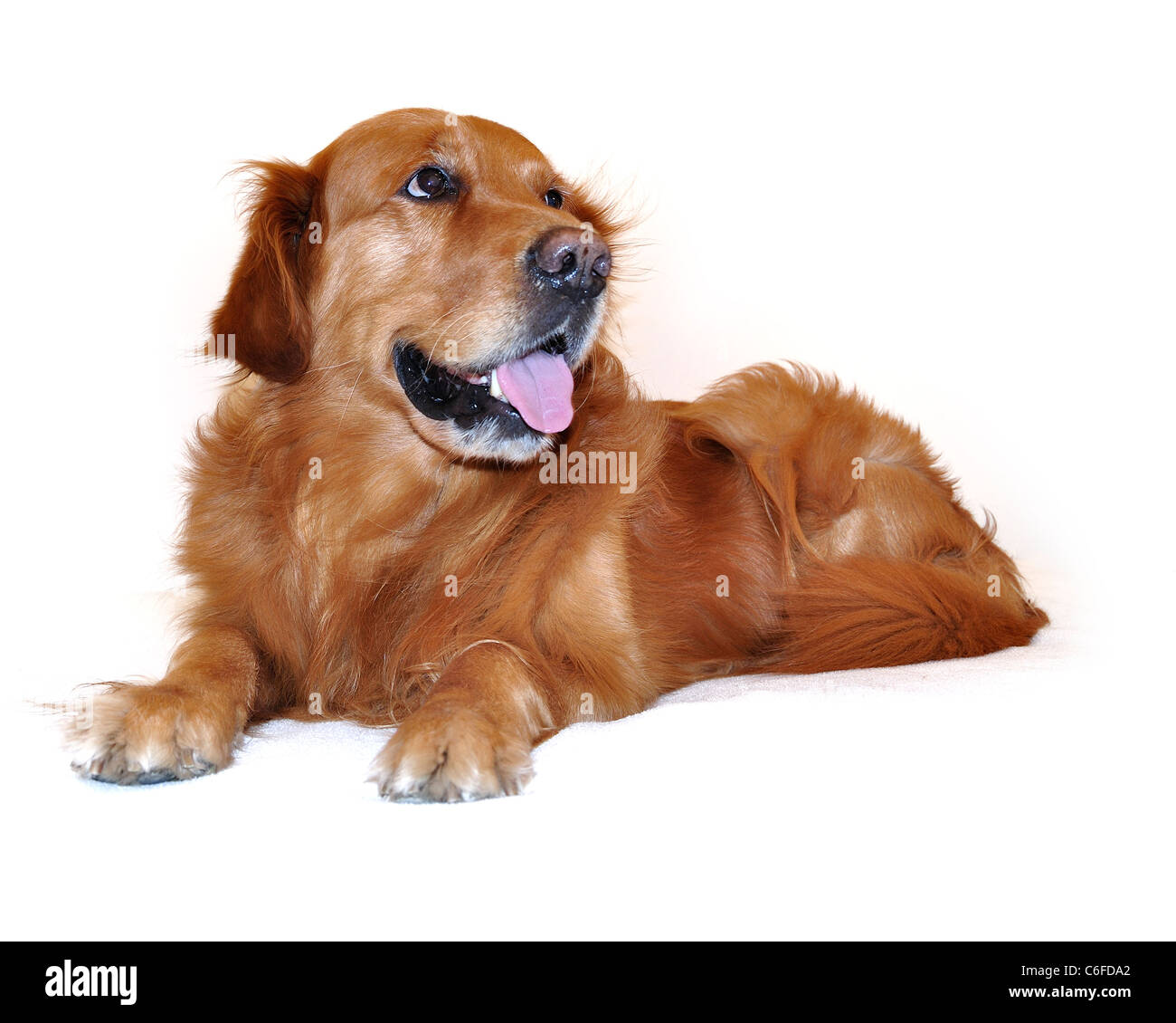 Golden retriever dog very expressive face. Lying. Side view Stock Photo ...