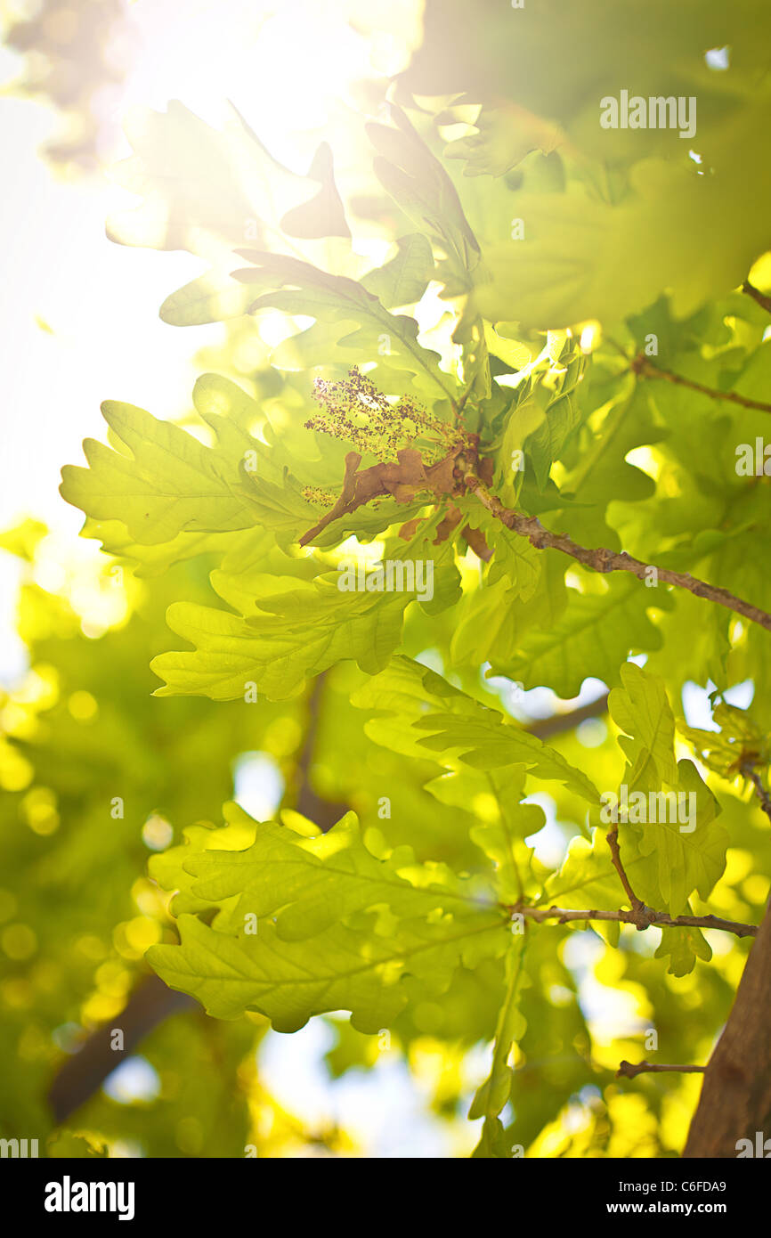 Beautiful sun glowing through green leaves on a tree Stock Photo - Alamy