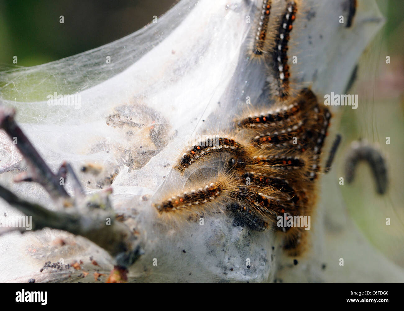 Lava and protective silk tent of the Brown tail moth (Euproctis ...