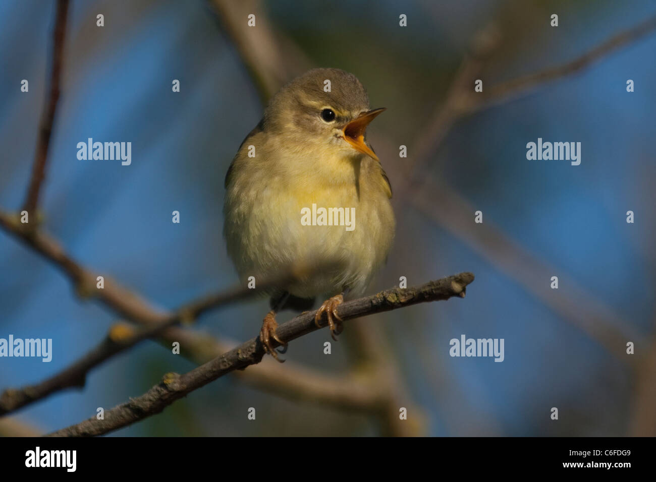 Chiffchaff singing hi-res stock photography and images - Alamy