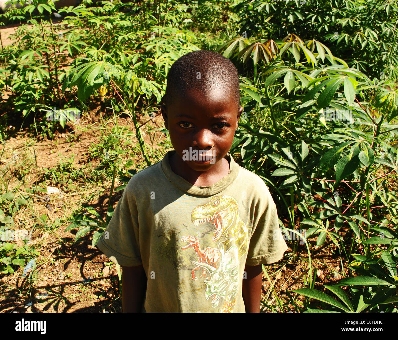 Cassava farming, Sierra Leone Stock Photo - Alamy
