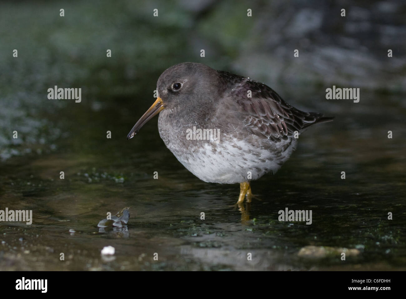 Purple sandpiper birds hi-res stock photography and images - Alamy