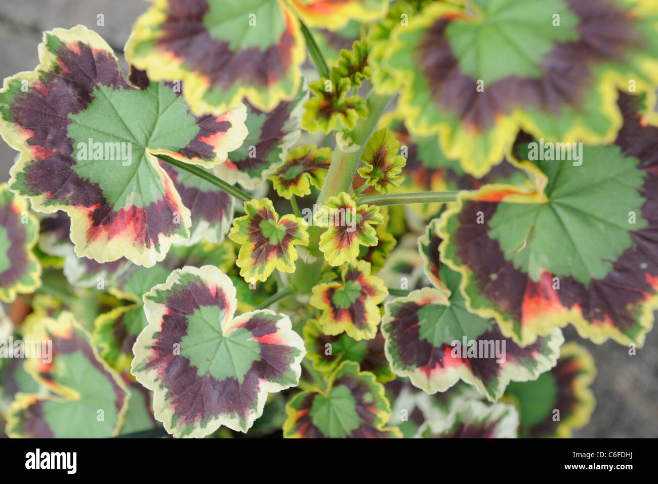 Variegated leaf geranium hi-res stock photography and images - Alamy