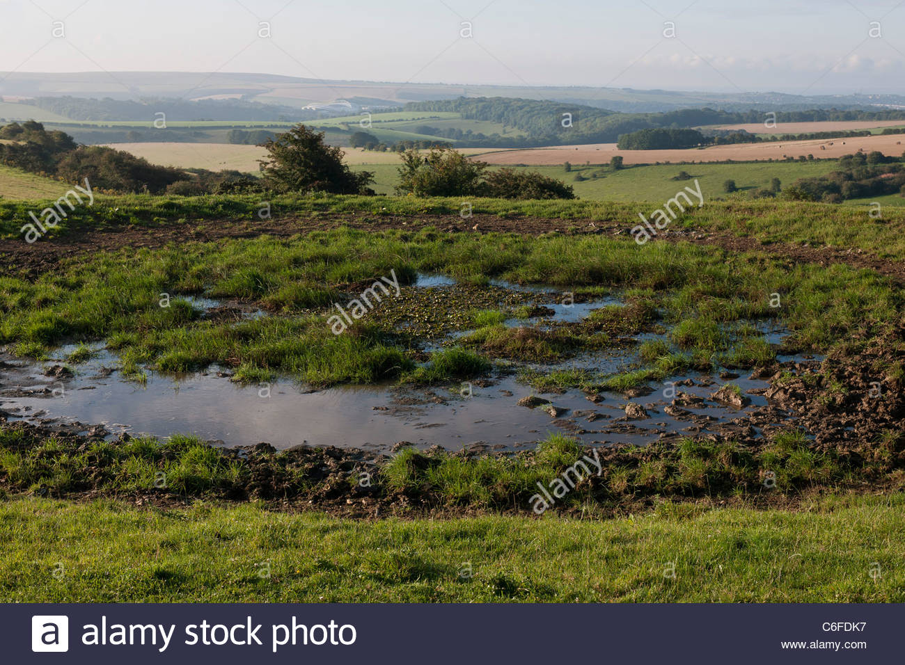 Cattle Pond Stock Photos & Cattle Pond Stock Images - Alamy