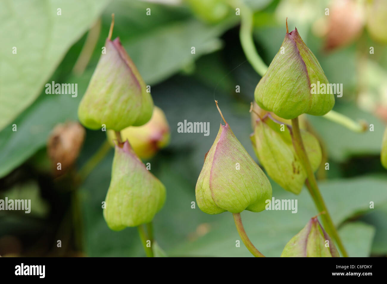 Unopened Flower Stock Photos & Unopened Flower Stock Images - Alamy