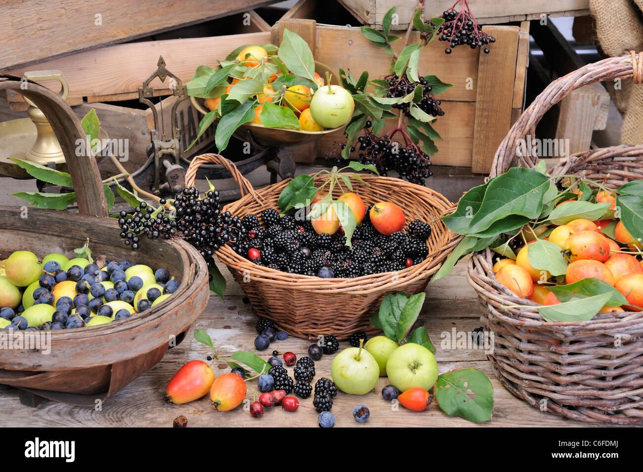 Freshly gathered wild fruit and berries in baskets, ready for jam and ...
