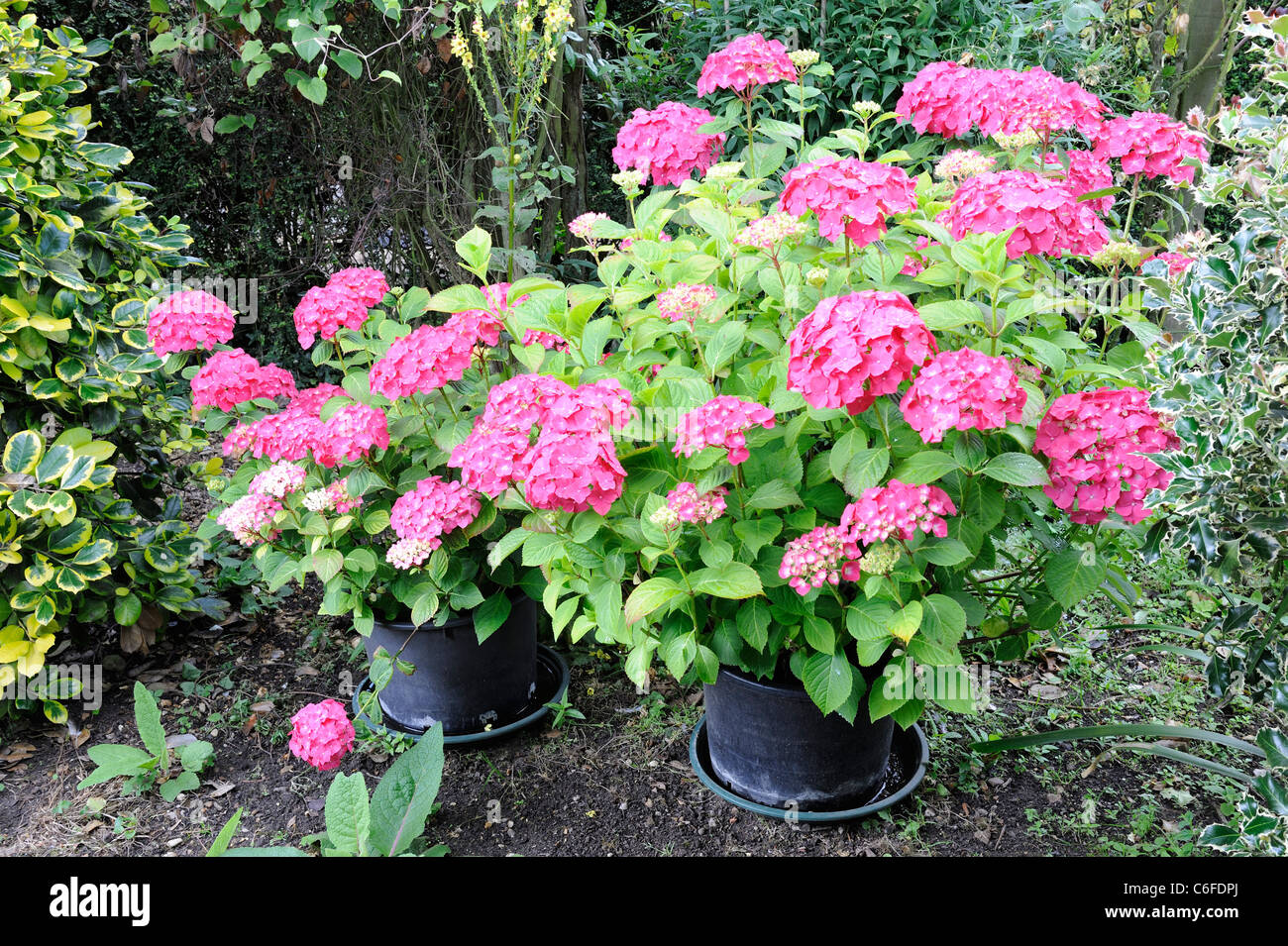 hydrangeas in pots Stock Photo - Alamy