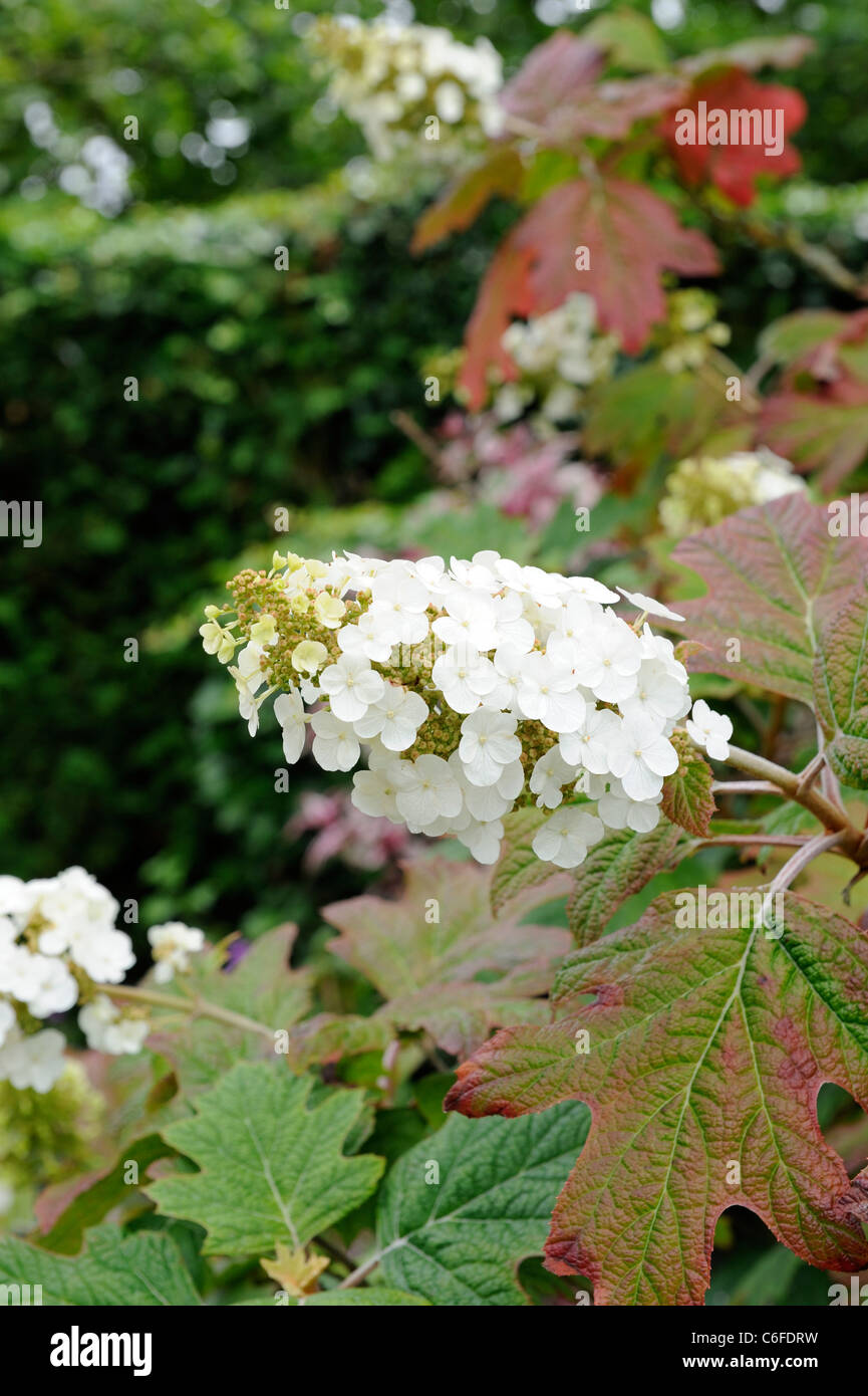 Hydrangea Quercifolia, showing flower spikes and leaves, Norfolk ...