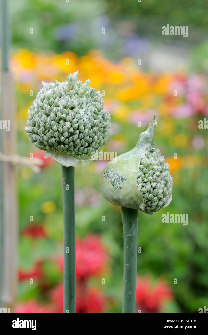 Garden leek seed head, July Stock Photo - Alamy