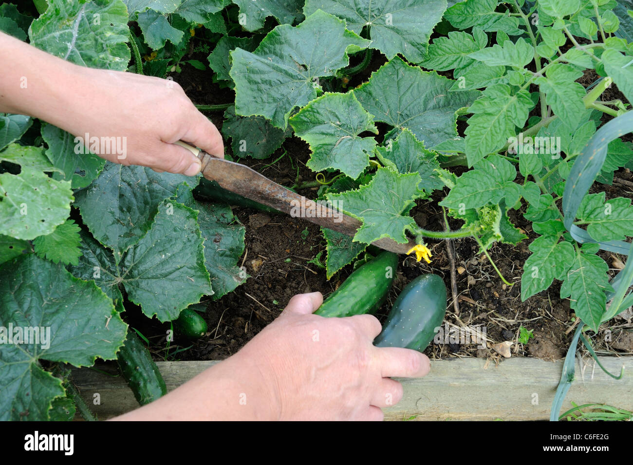 Ridge cucumbers hi-res stock photography and images - Alamy
