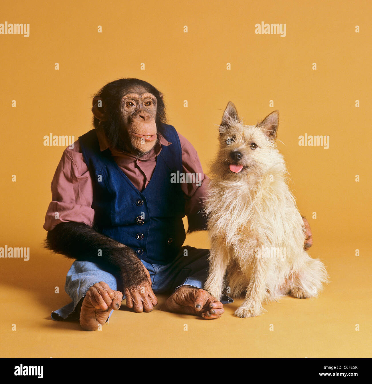 Dressed as monkeys hi-res stock photography and images - Alamy