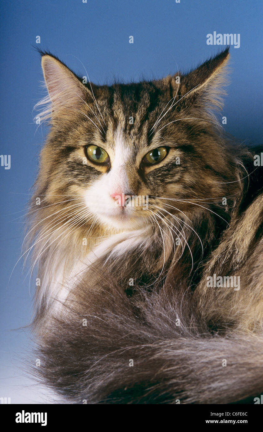 Norwegian Forest Cat - portrait Stock Photo - Alamy