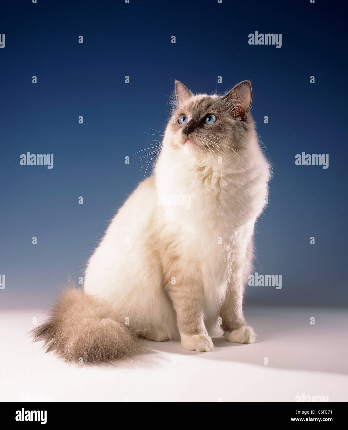 Bluepoint hi-res stock photography and images - Alamy