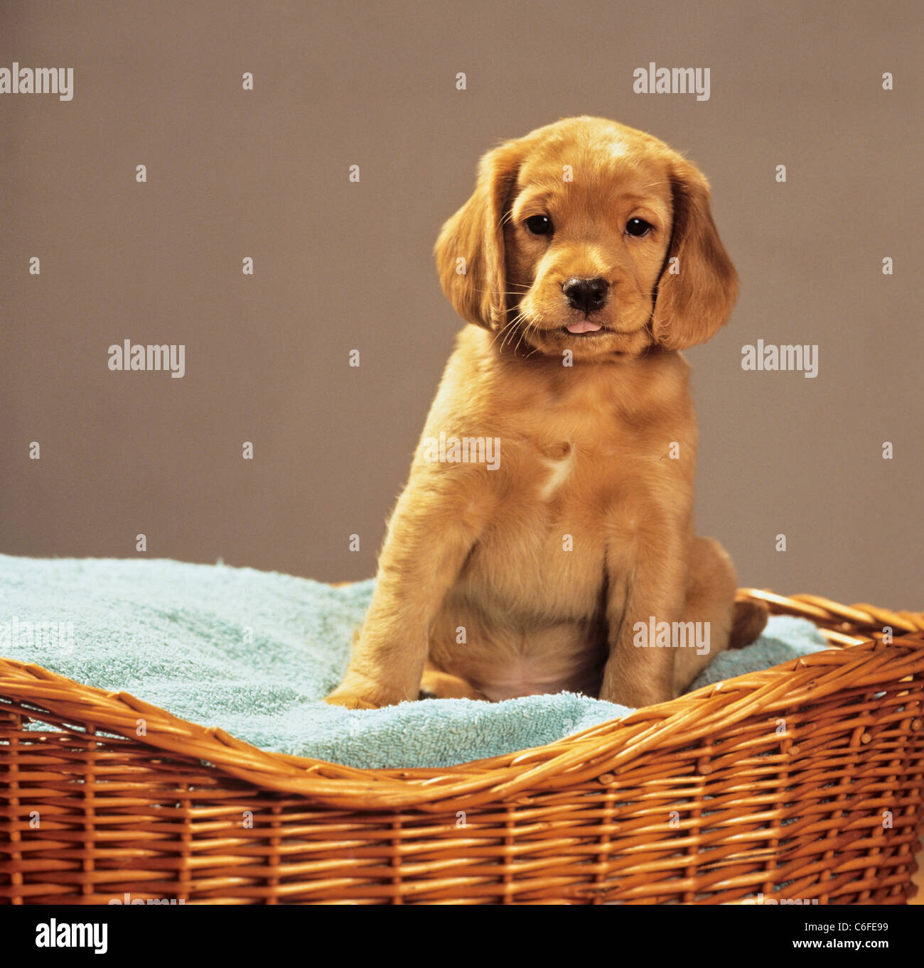 Half breed cocker spaniel hi-res stock photography and images - Alamy