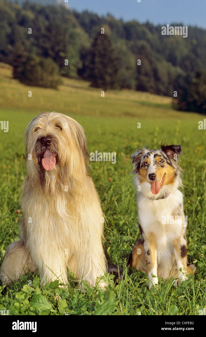 Briard and Australian Shepherd dog on meadow Stock Photo - Alamy