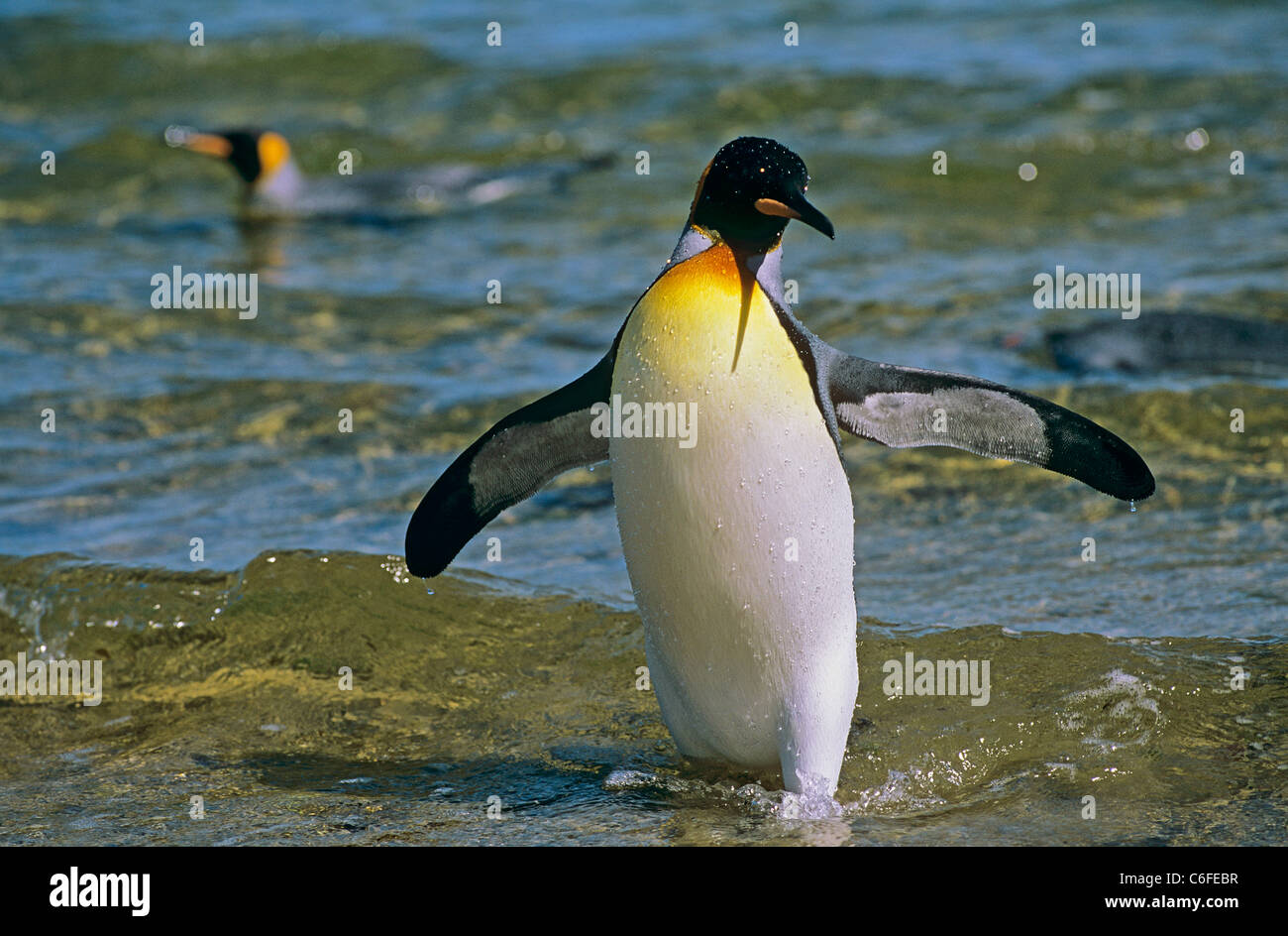 King Penguin in water / Aptenodytes patagonicus Stock Photo - Alamy