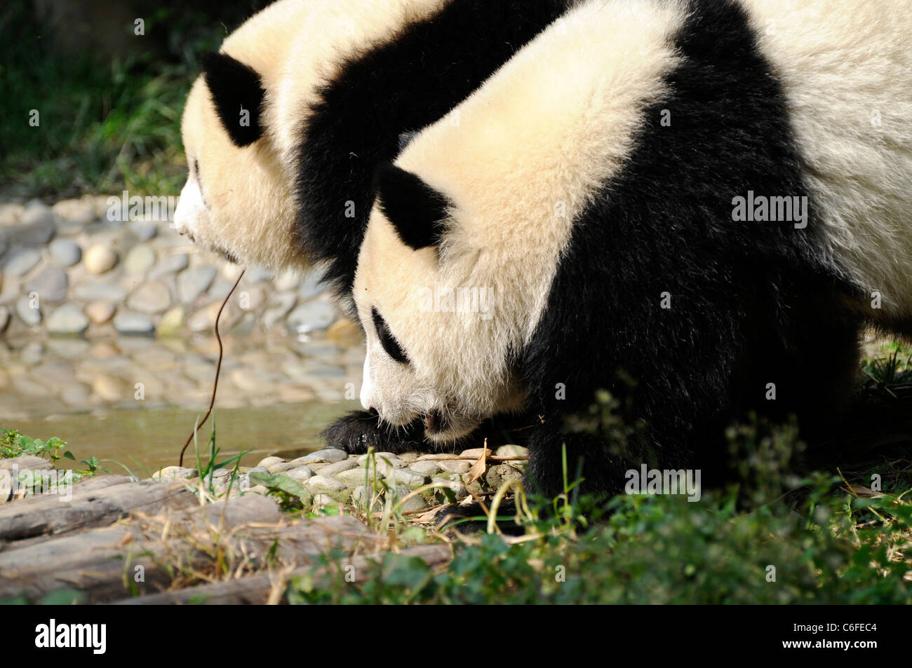 Two sub-adult Giant pandas (Ailuropoda melanoleuca), Sichuan province ...