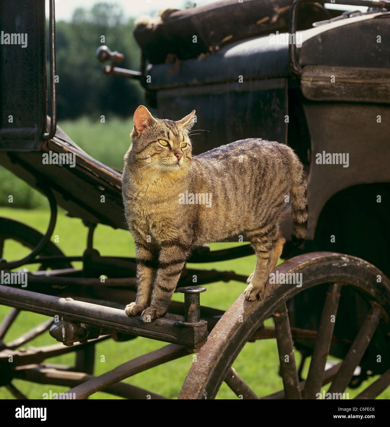 tabby domestic cat standing on old carriage Stock Photo - Alamy