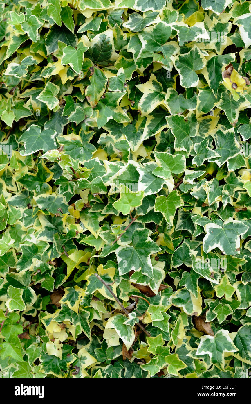 variegated ivy, hedera helix, 'eva' Stock Photo - Alamy