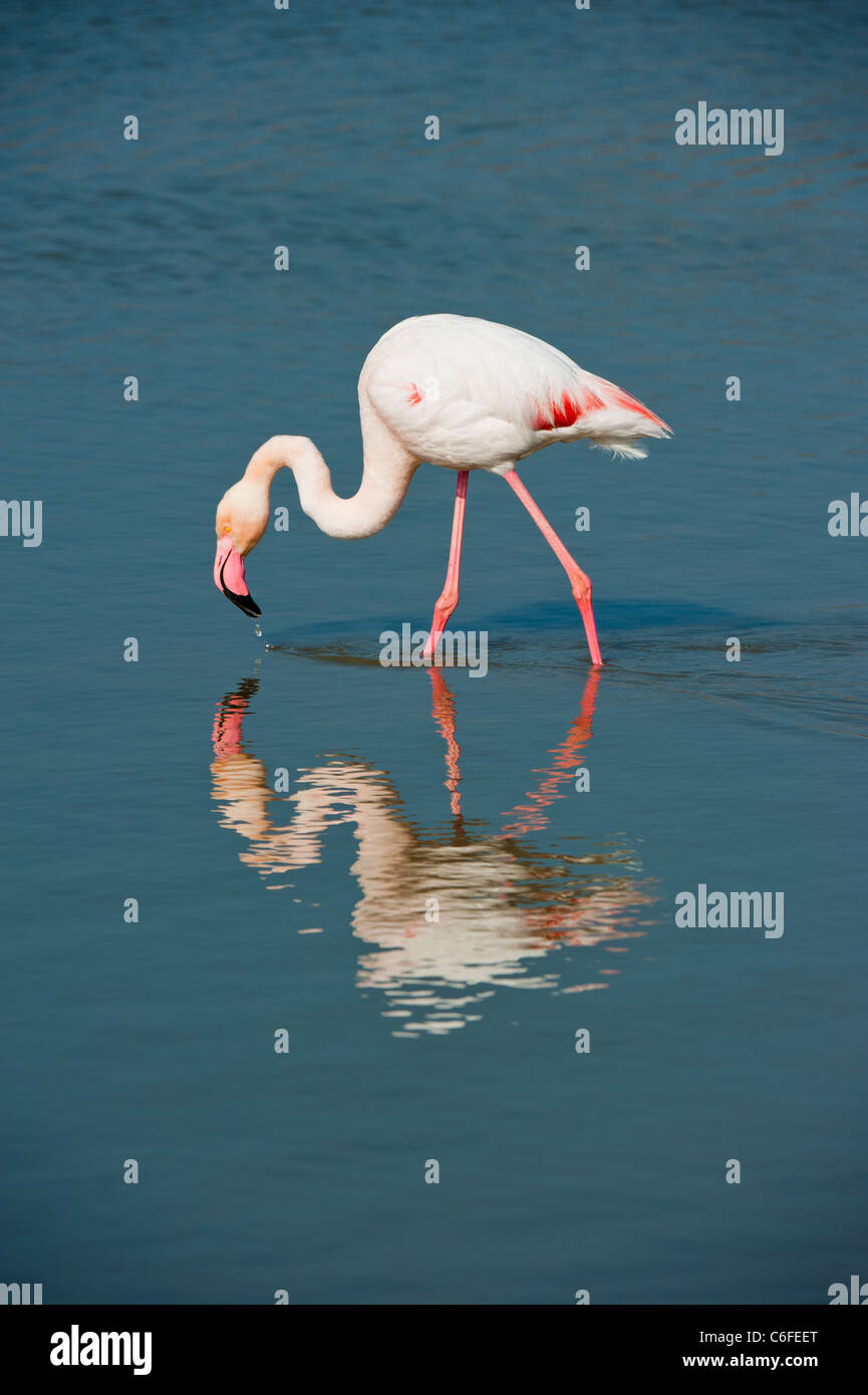 Pink flamingo hi-res stock photography and images - Alamy