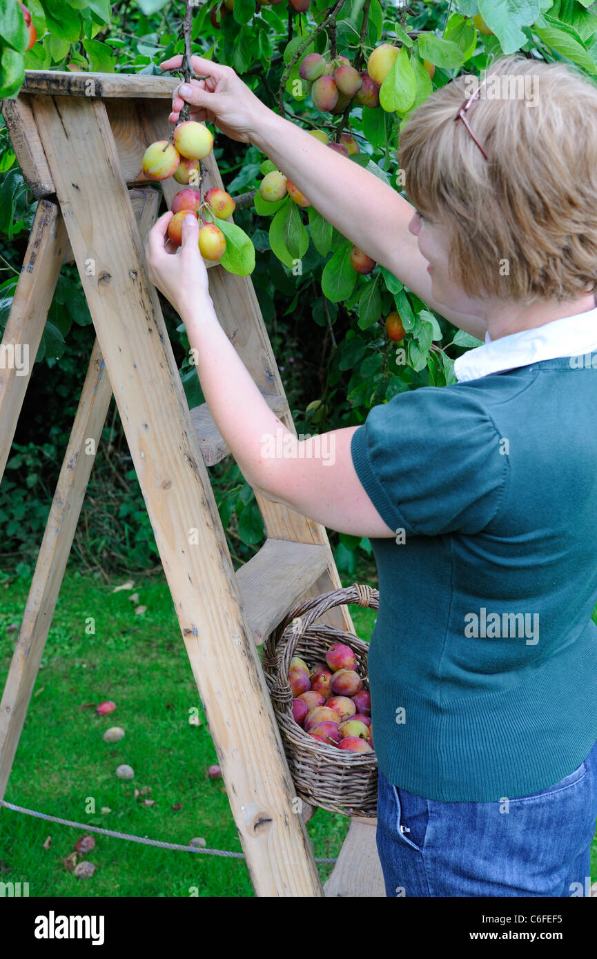 Step ladder picking fruit hi-res stock photography and images - Alamy