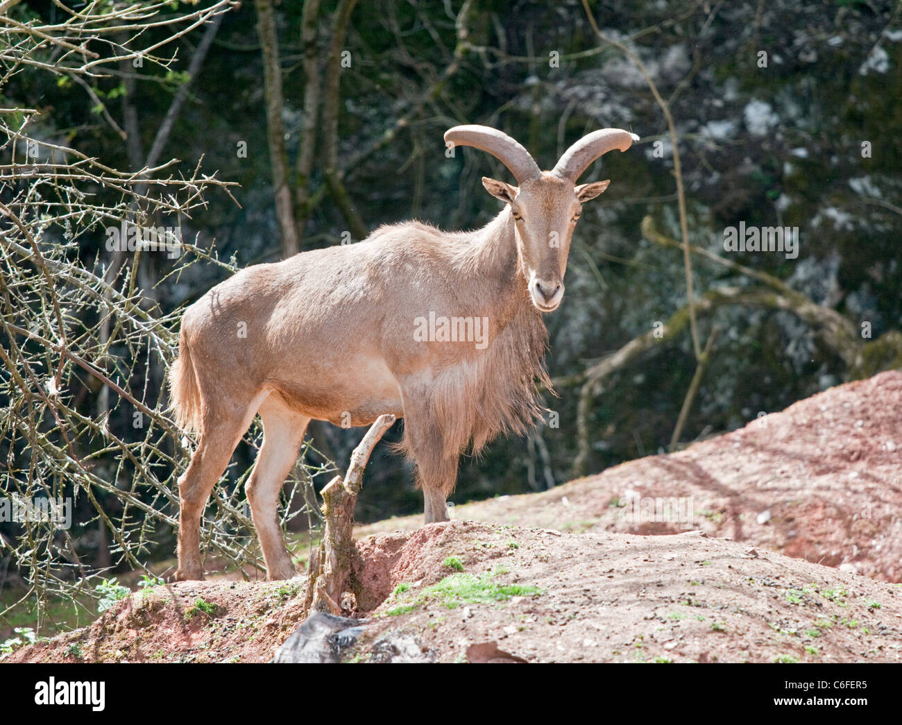 Barbary Sheep (ammotragus lervia Stock Photo - Alamy
