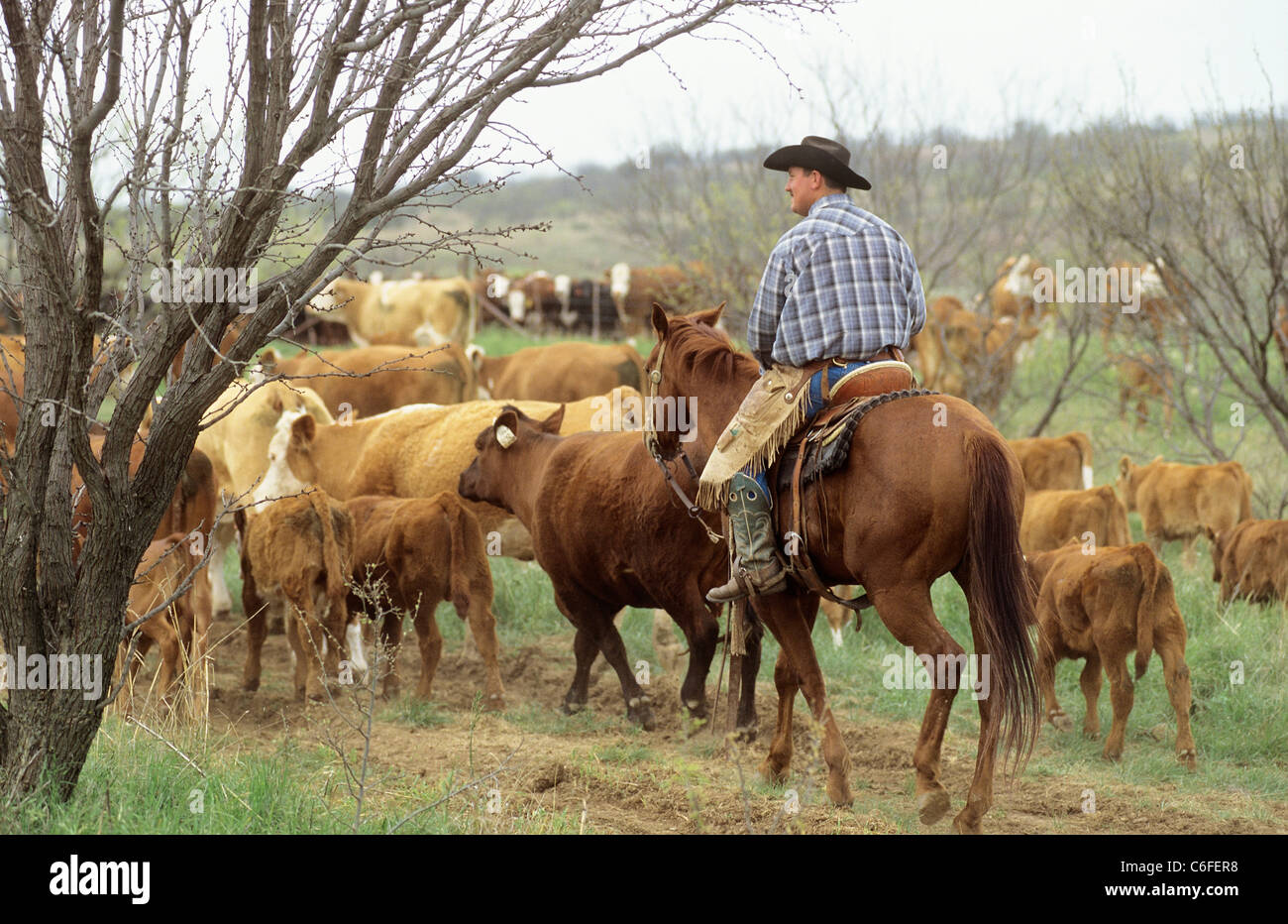 Cowboy driving horses hi-res stock photography and images - Alamy