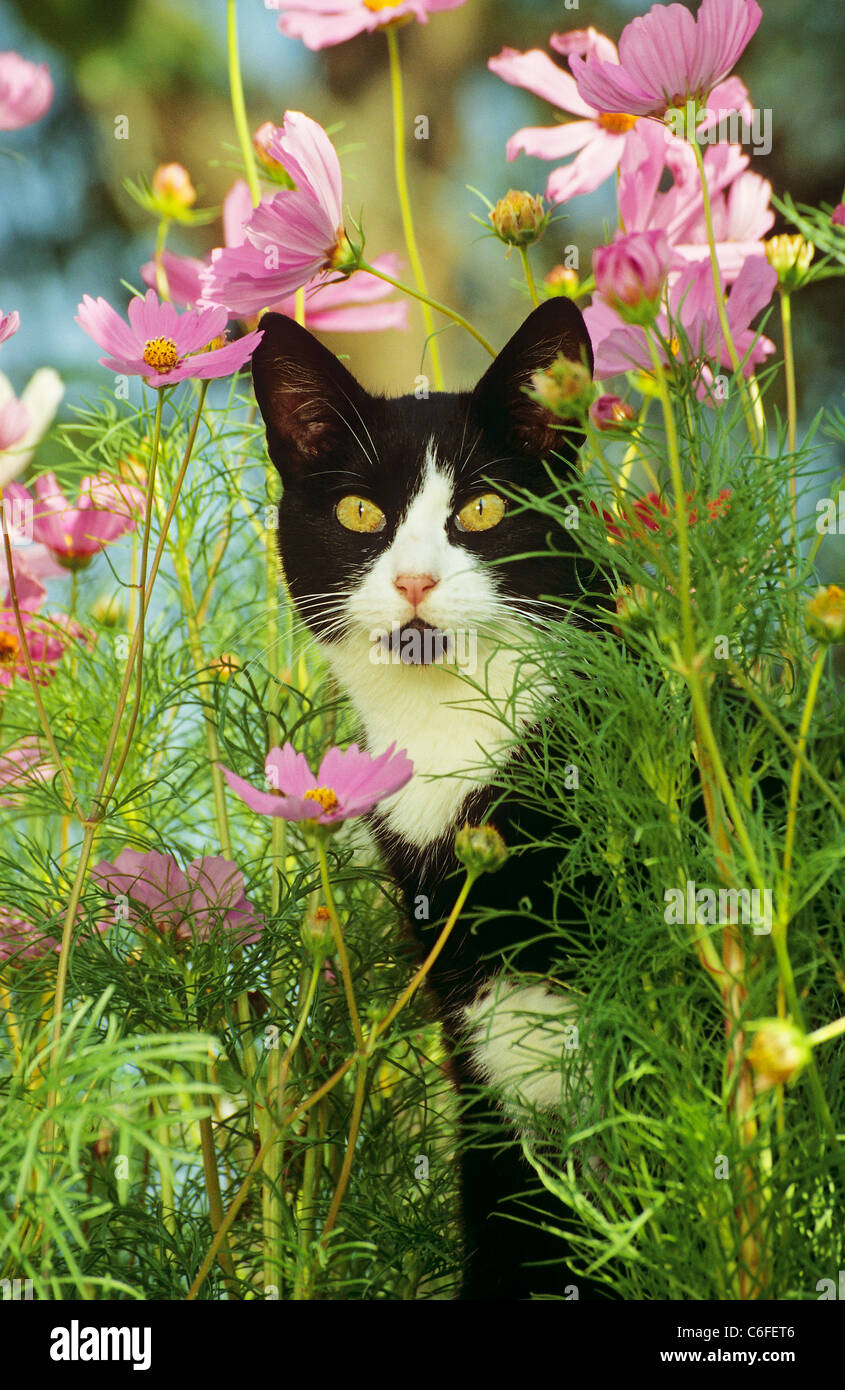 black and white cat between flowers Stock Photo - Alamy