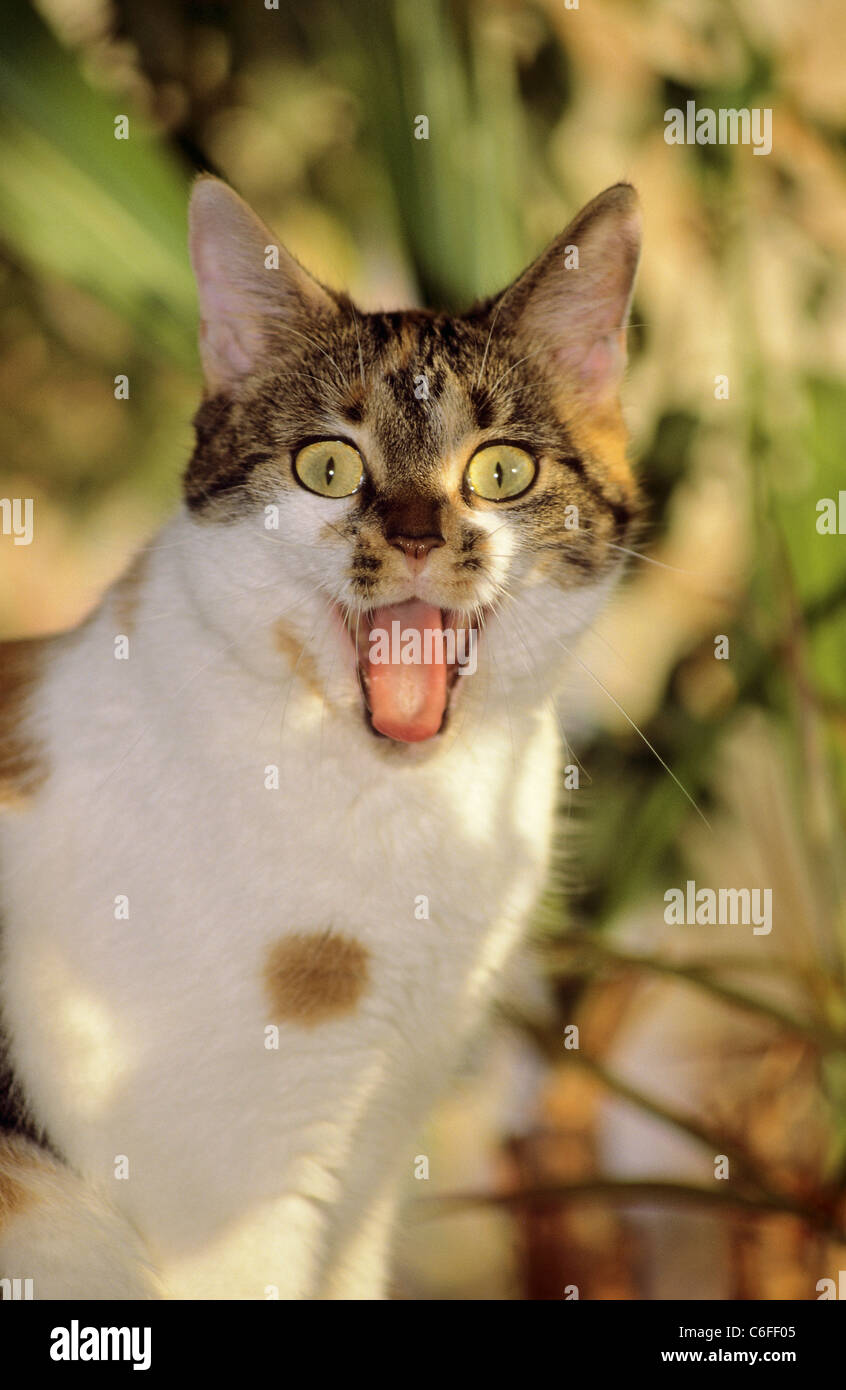 domestic cat - yawning Stock Photo - Alamy