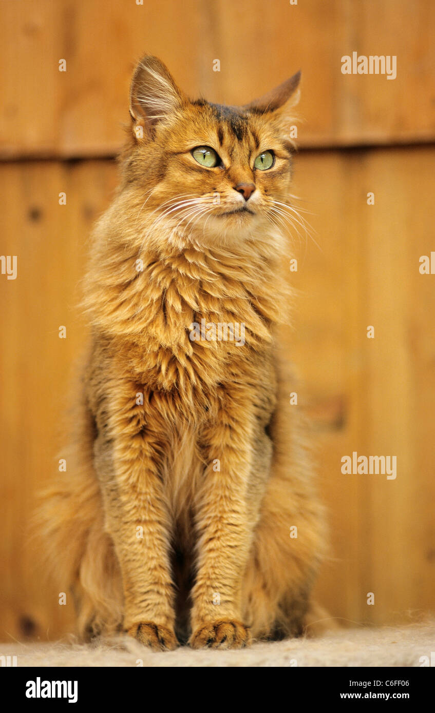 Somali cat - sitting Stock Photo - Alamy