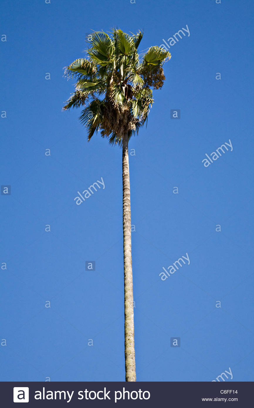Thin Palm Tree High Resolution Stock Photography and Images - Alamy