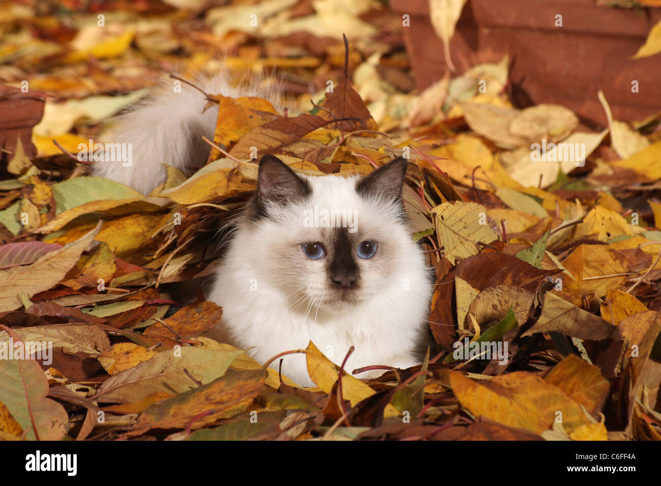 young Sacred cat of Burma - lying in foliage Stock Photo - Alamy