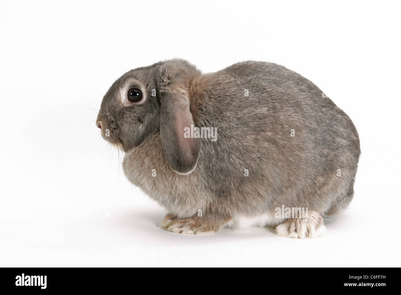 Rabbit cut out hi-res stock photography and images - Alamy