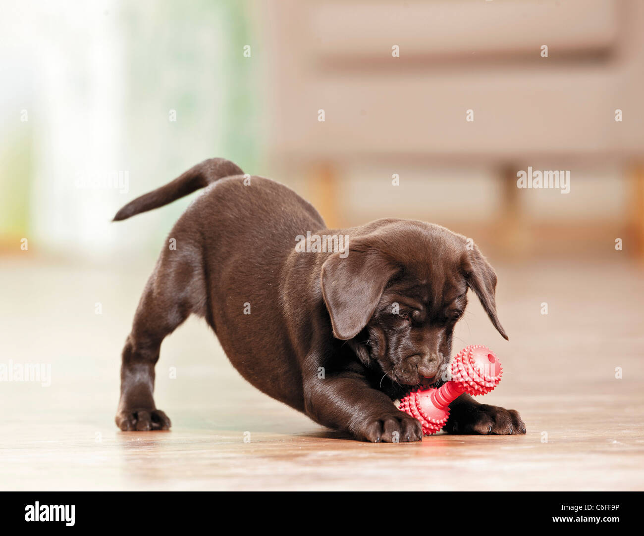 Labrador Retriever. Puppy playing with a toy dumbbell Stock Photo - Alamy