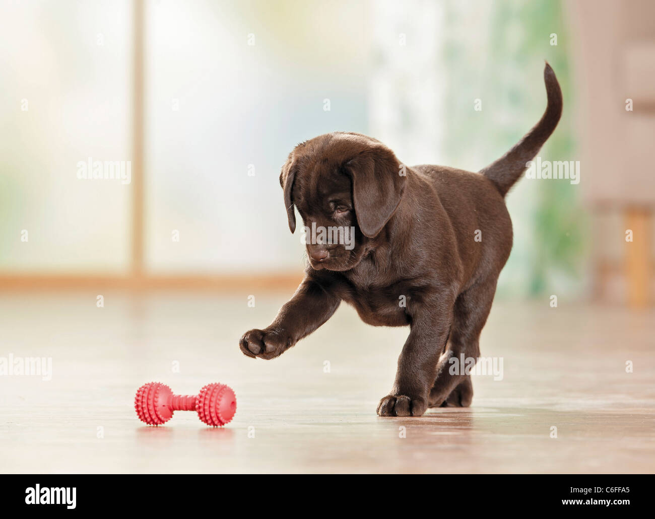 Labrador Retriever, puppy playing with a toy Stock Photo - Alamy