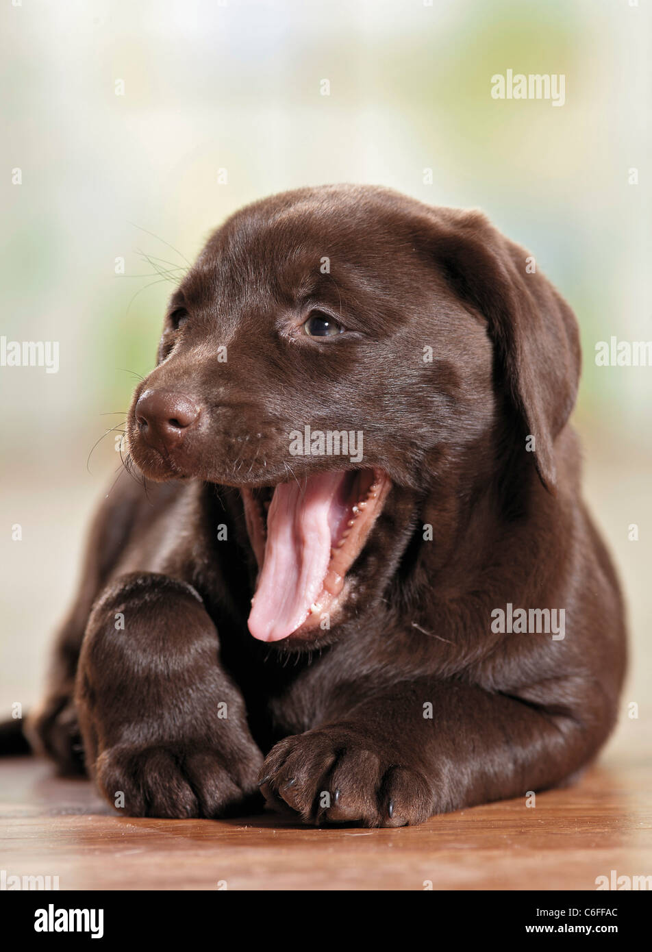 Labrador Retriever dog - puppy - yawning Stock Photo - Alamy