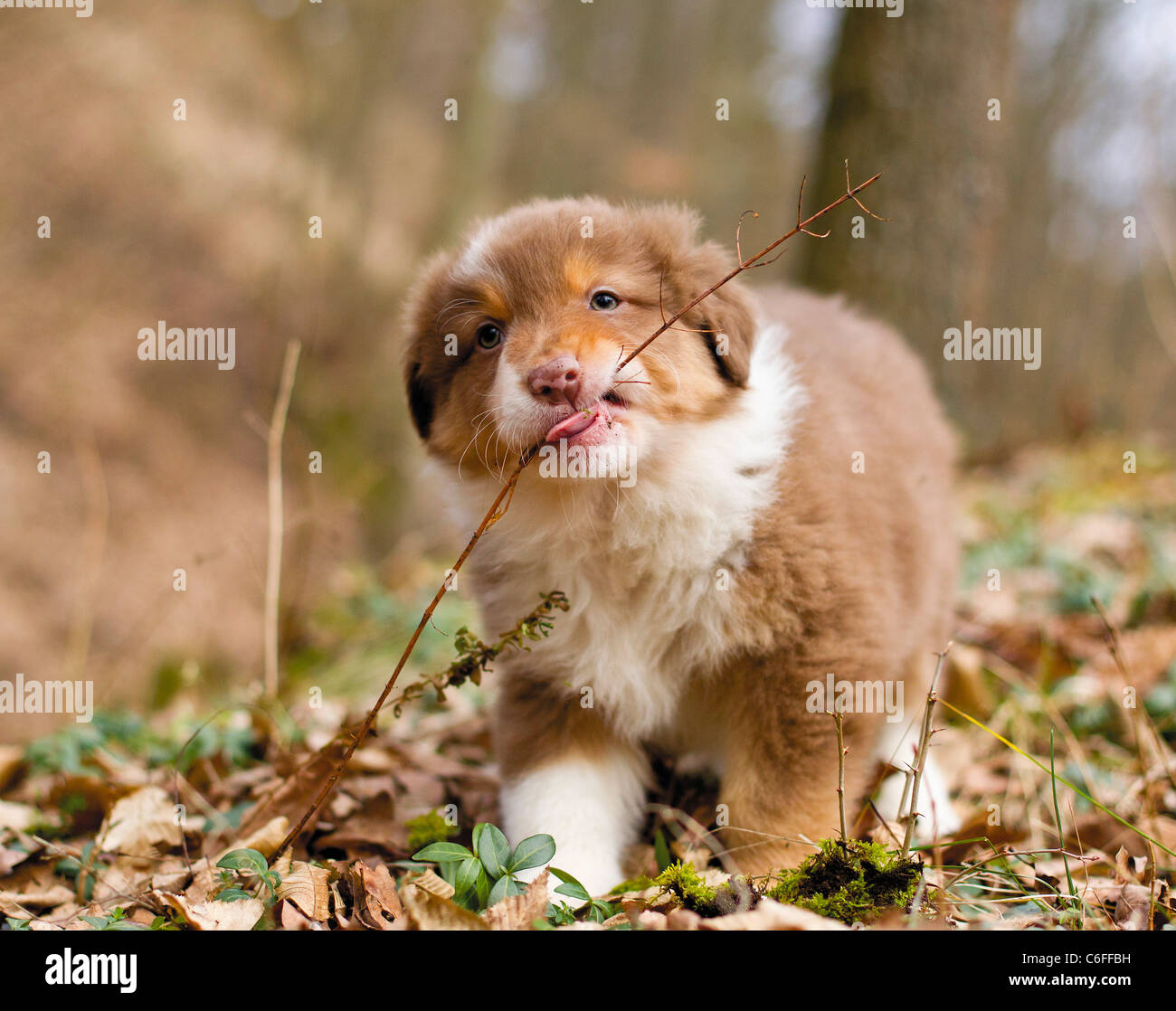 Australian Shepherd. Puppy chewing on a twig Stock Photo - Alamy