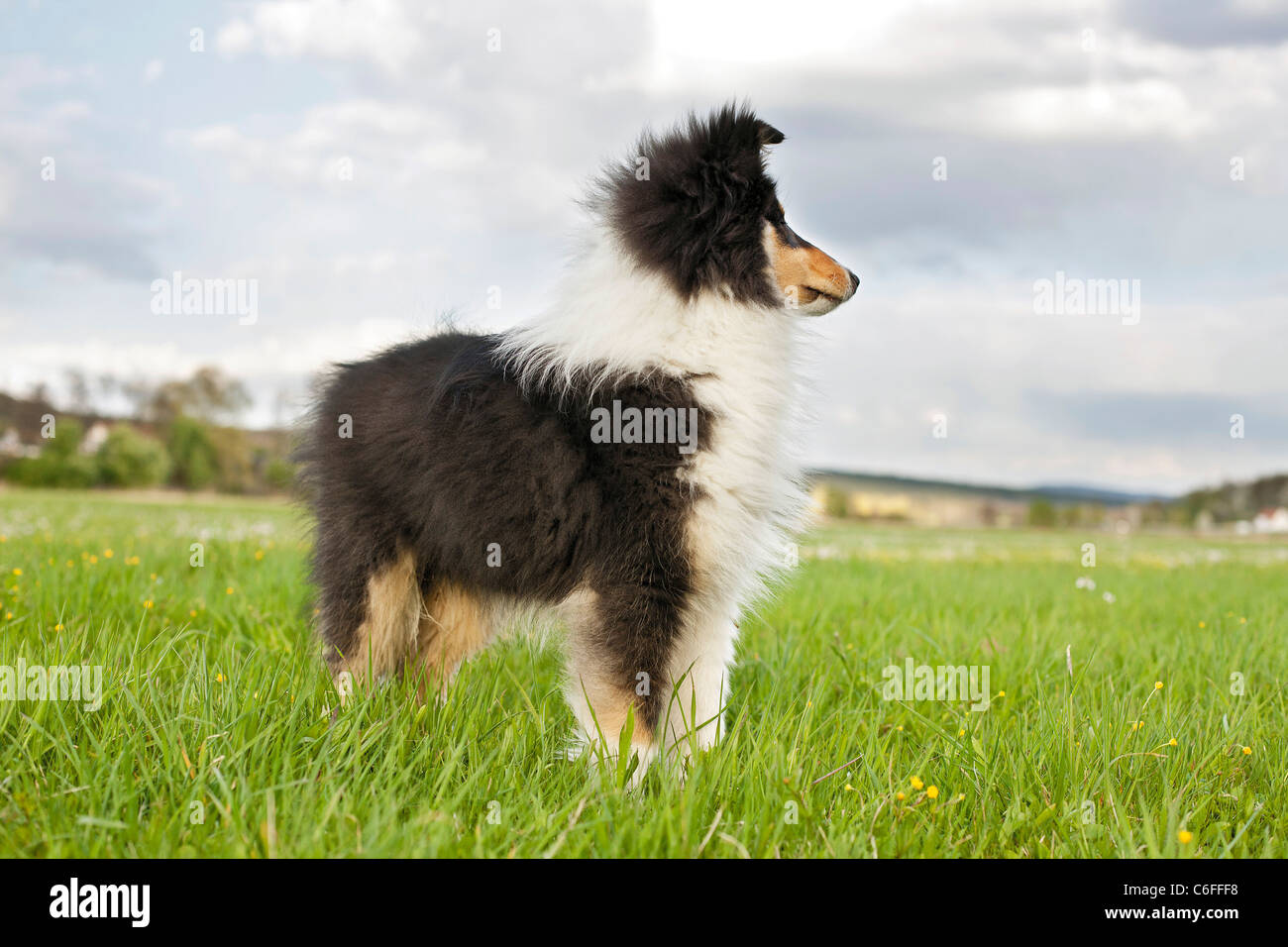 Collie dog - puppy standing on meadow Stock Photo - Alamy