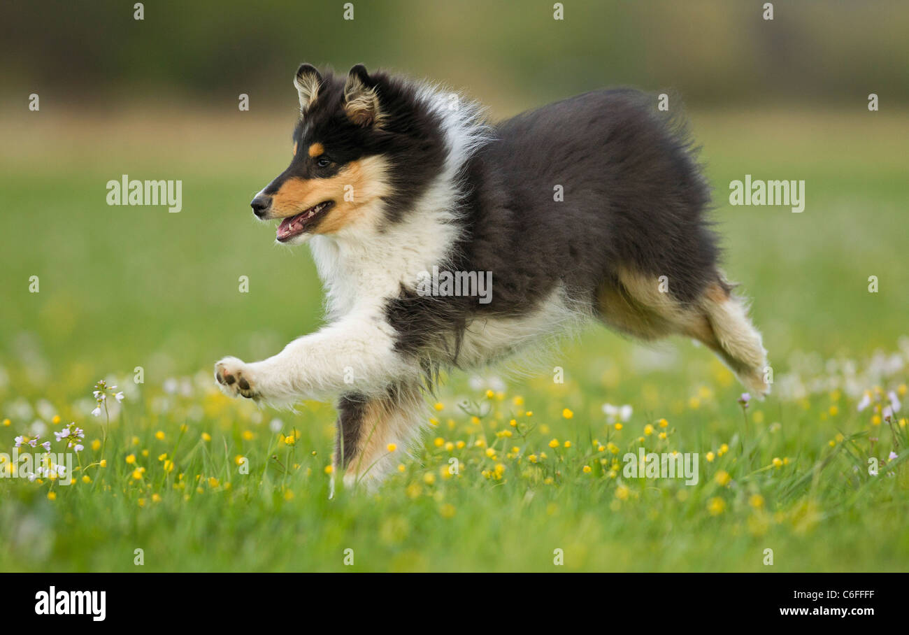 Young longhaired collie hi-res stock photography and images - Alamy