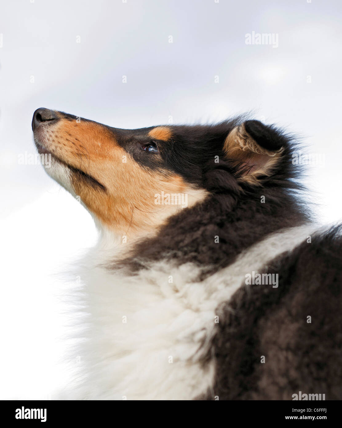 Collie dog - puppy - portrait Stock Photo - Alamy