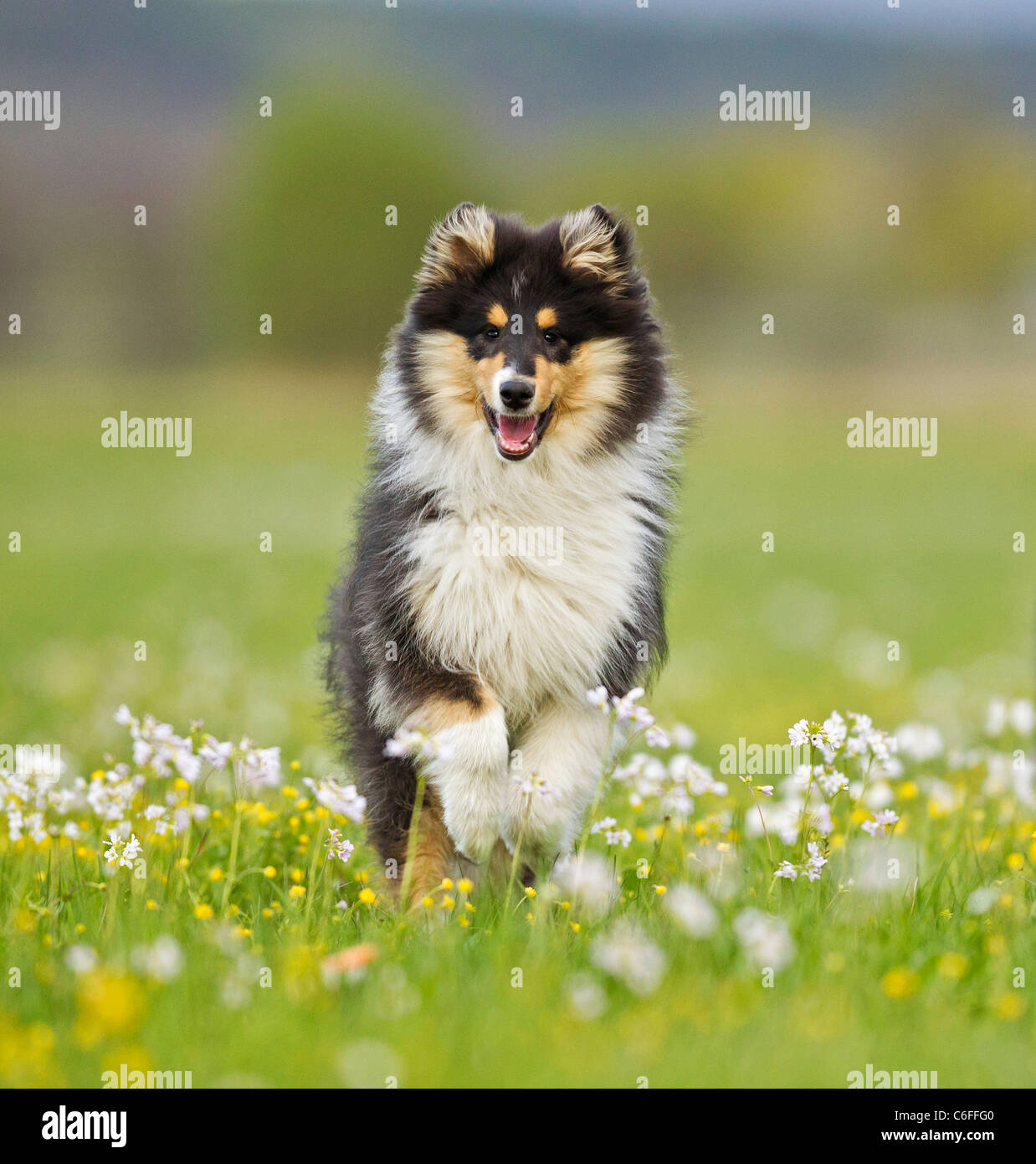 Collie dog - puppy running on meadow Stock Photo - Alamy