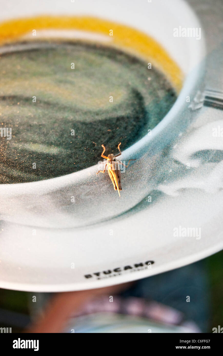 grasshopper on a fake cup of coffee Stock Photo - Alamy