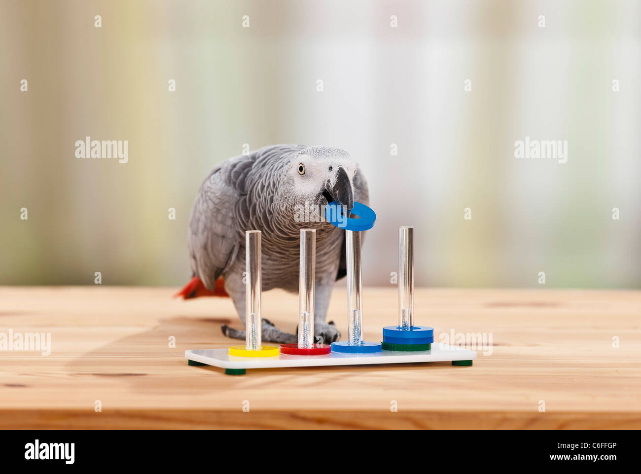 African grey parrot toy hi-res stock photography and images - Alamy