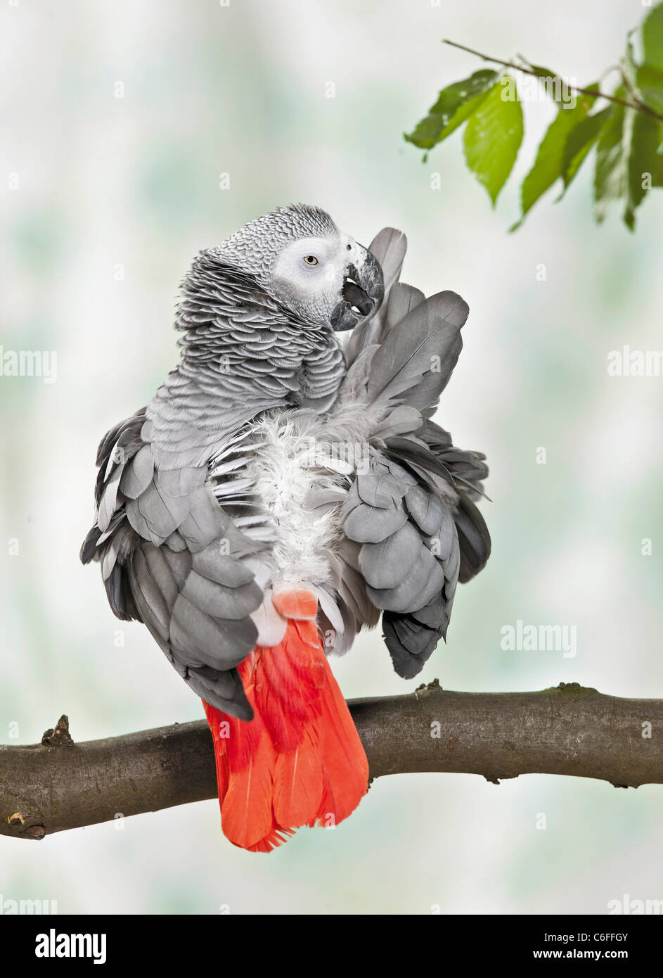 Congo African Grey Parrot - preening itself Stock Photo - Alamy
